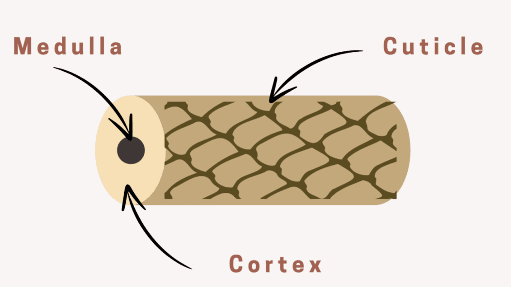 A Simple Guide to Hair Structure: The Cuticle, Cortex & Medulla – Laura ...
