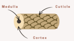 A Simple Guide to Hair Structure: The Cuticle, Cortex & Medulla – Laura ...