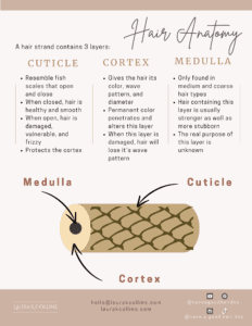 A Simple Guide to Hair Structure: The Cuticle, Cortex & Medulla – Laura ...